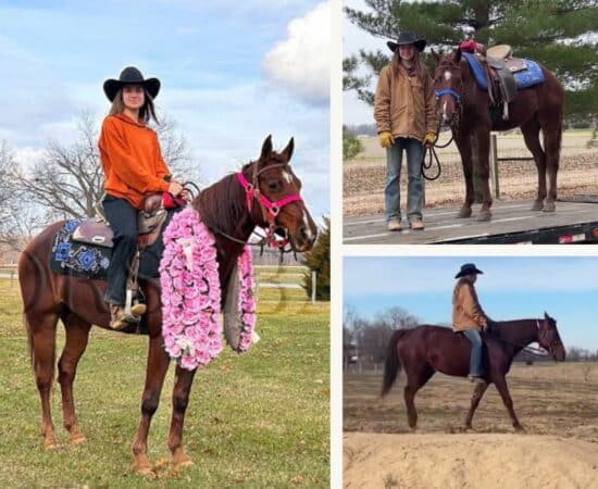 Adam Jokisch Archives - Thehorsebay.com