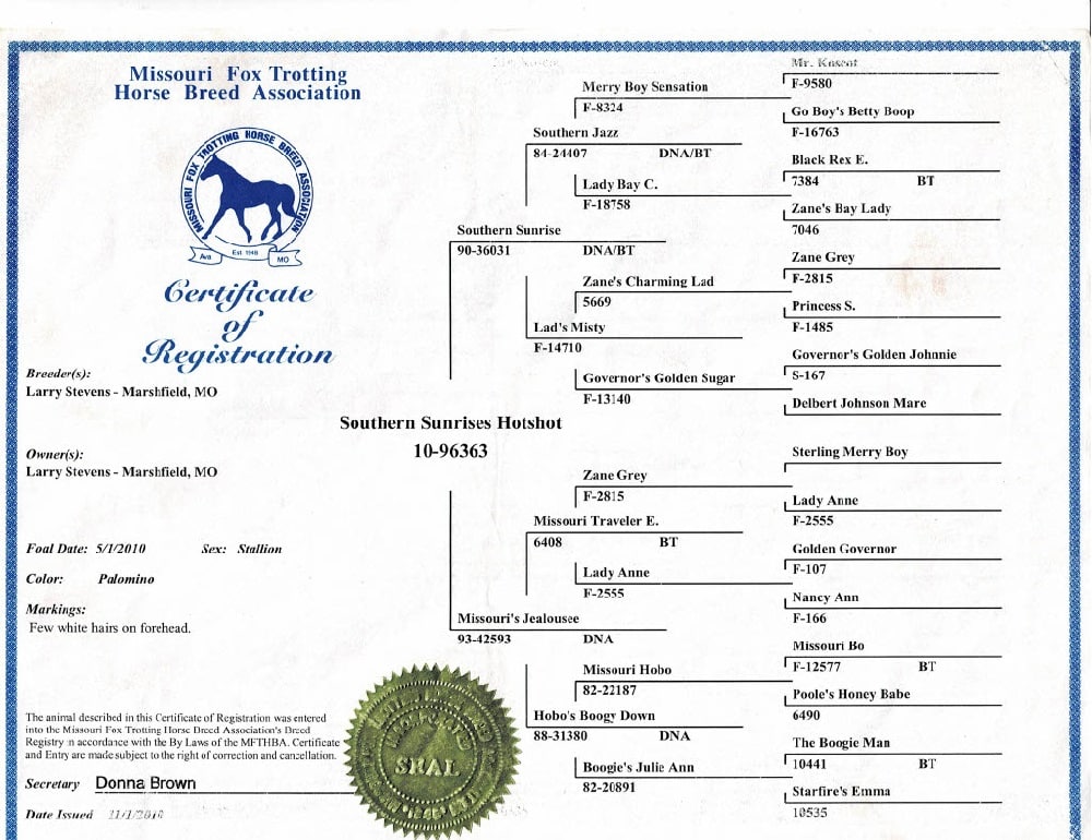Southern Sunrises Hotshot "Hotshot" | Thehorsebay.com