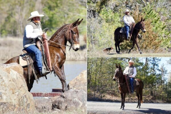 Glenthistle's Ramble on Rose | Thehorsebay.com