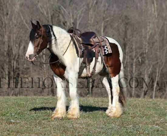 Trevor Patrick Archives - Thehorsebay.com