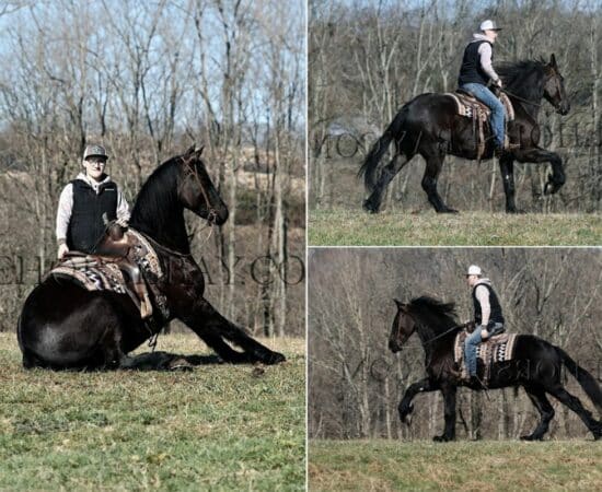 Trevor Patrick Archives - Thehorsebay.com