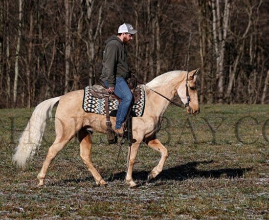 Jacob Glover Archives - Thehorsebay.com
