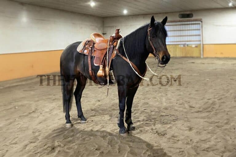 HR Sierra 6 | Quarter/Percheron Cross | Thehorsebay.com