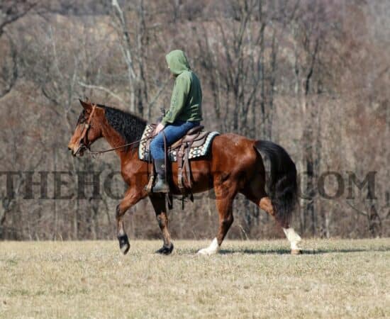 Trevor Patrick Archives - Thehorsebay.com