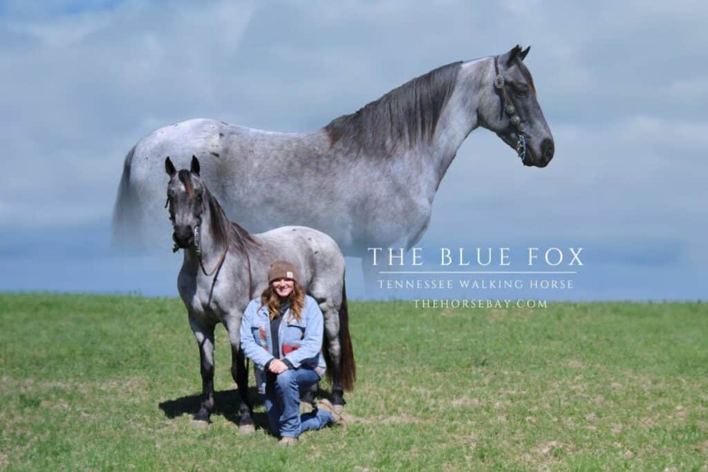 The Blue Fox | Thehorsebay.com