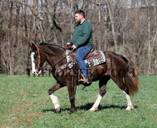 Jacob Glover Archives - Thehorsebay.com