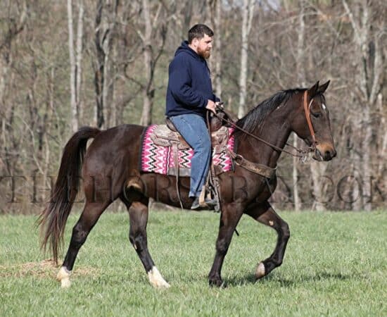 Jacob Glover Archives - Thehorsebay.com