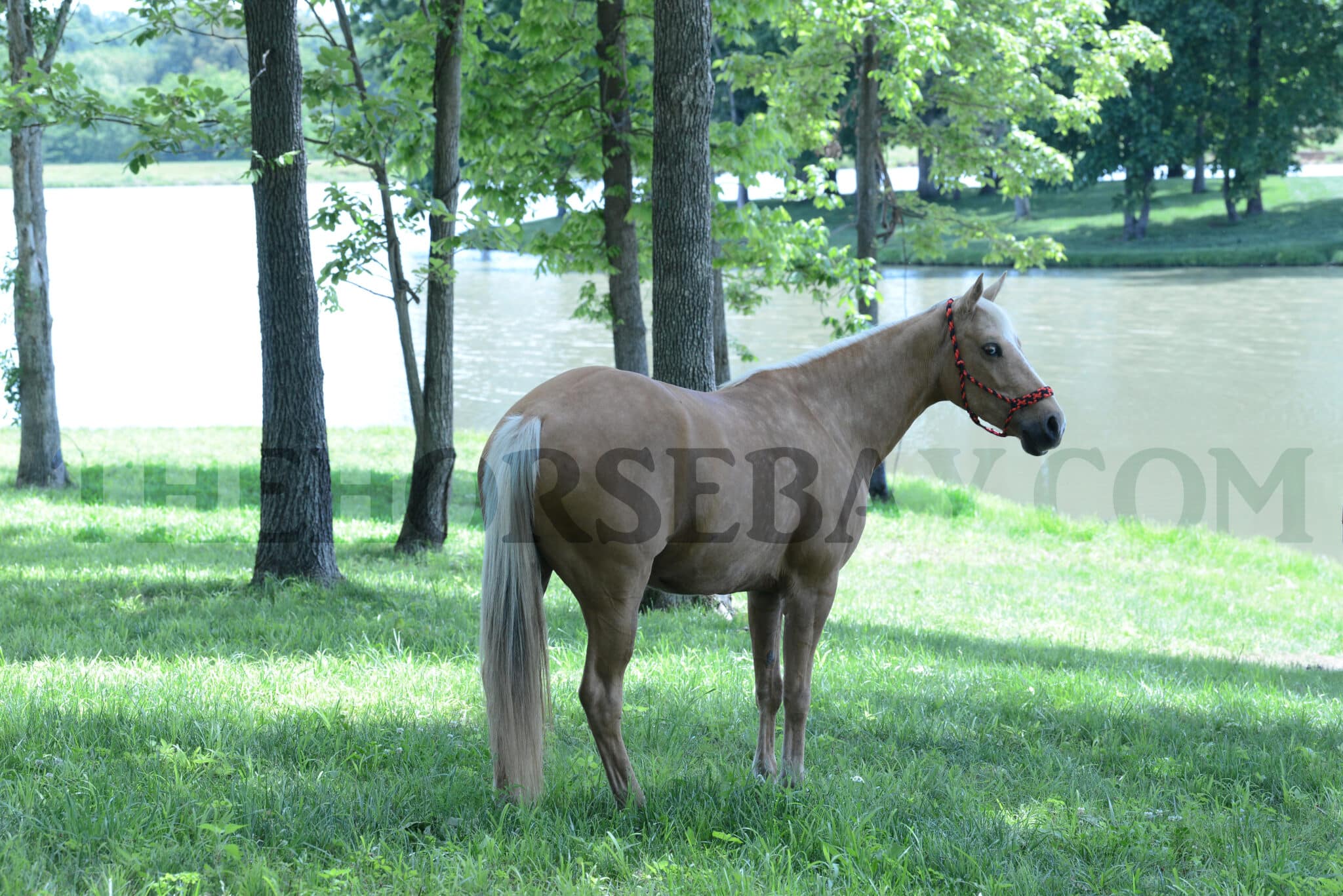 Sweet Maybolene "Jazzy" | Thehorsebay.com