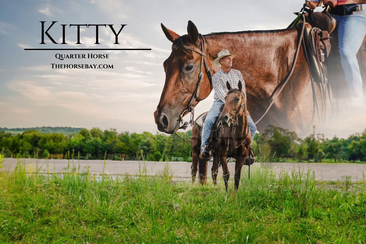 High Roller Kitty DR "Kitty" | Thehorsebay.com