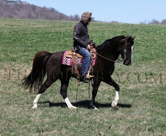 Trevor Patrick Archives - Thehorsebay.com