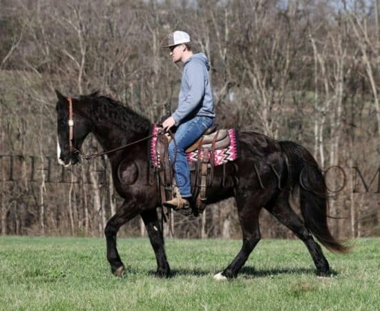 Trevor Patrick Archives - Thehorsebay.com