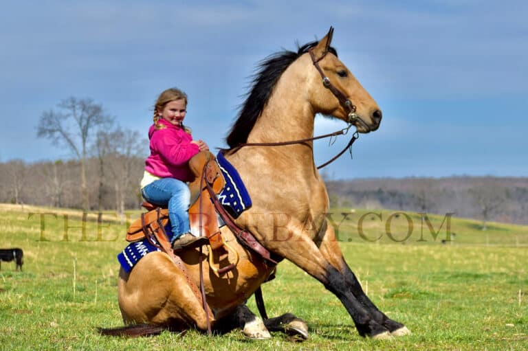 Ritchie | Friesian Quarter Horse Cross | Thehorsebay.com