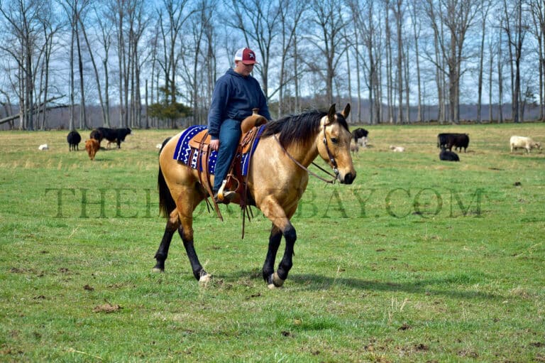 Ritchie | Friesian Quarter Horse Cross | Thehorsebay.com
