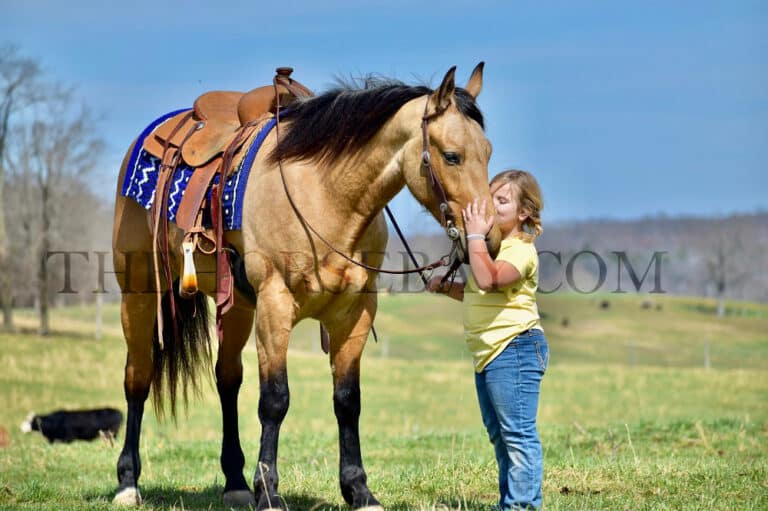 Ritchie | Friesian Quarter Horse Cross | Thehorsebay.com
