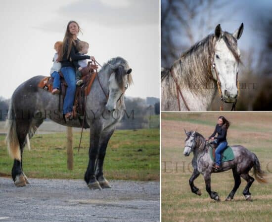 Jamie Thomason Archives - Thehorsebay.com