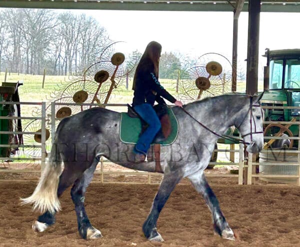 STELLA | Percheron Friesian Cross | Thehorsebay.com