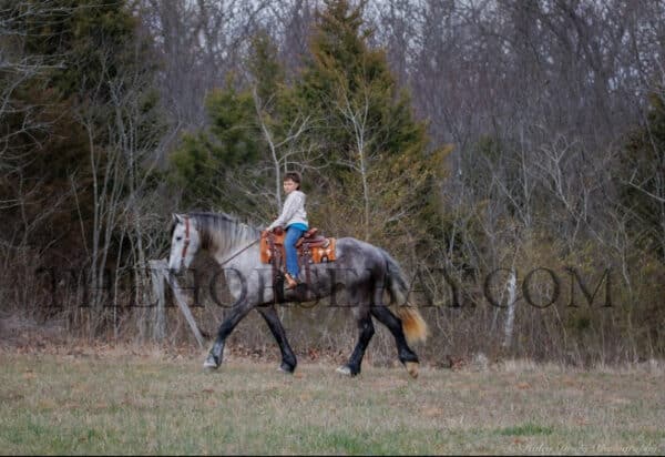 STELLA | Percheron Friesian Cross | Thehorsebay.com
