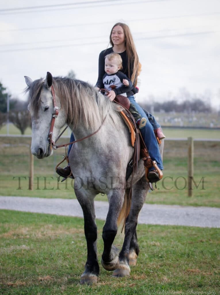 STELLA | Percheron Friesian Cross | Thehorsebay.com