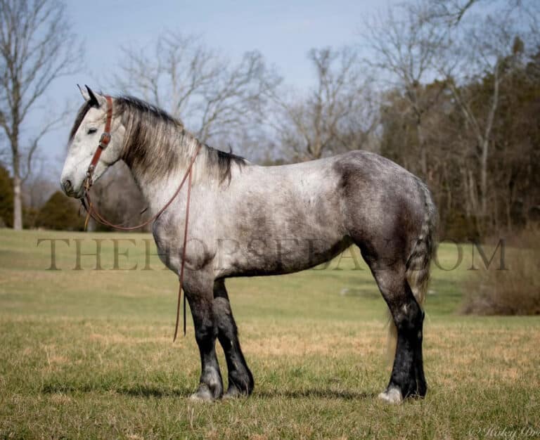 STELLA | Percheron Friesian Cross | Thehorsebay.com