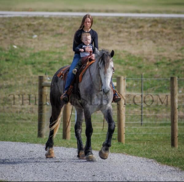 STELLA | Percheron Friesian Cross | Thehorsebay.com