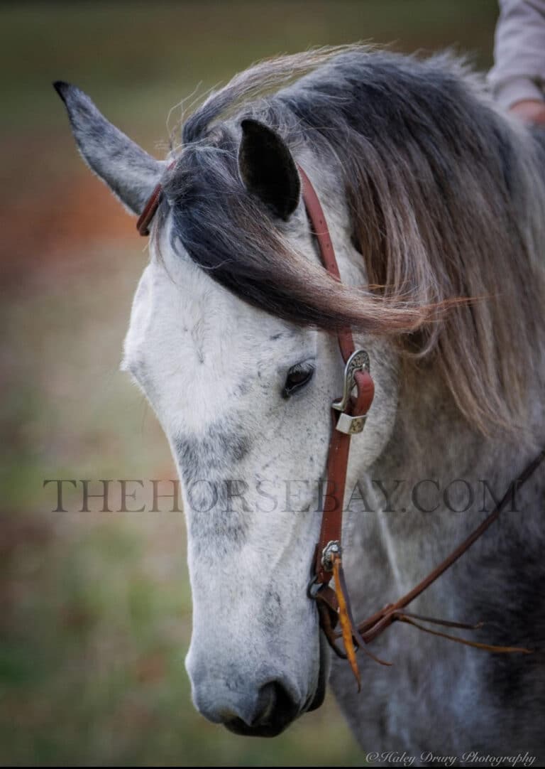 STELLA | Percheron Friesian Cross | Thehorsebay.com