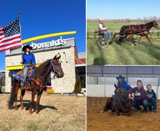 Adam Jokisch Archives - Thehorsebay.com