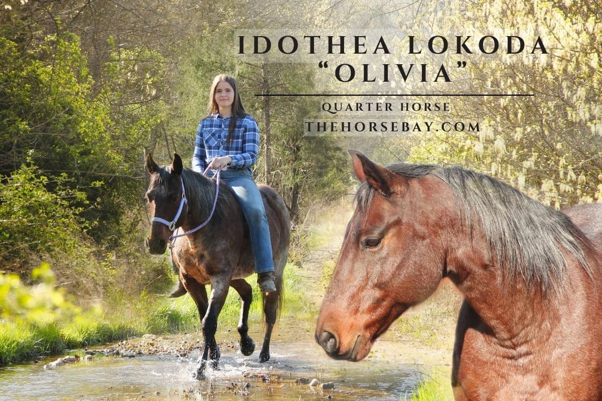 Idothea Lokoda "Olivia" | Thehorsebay.com