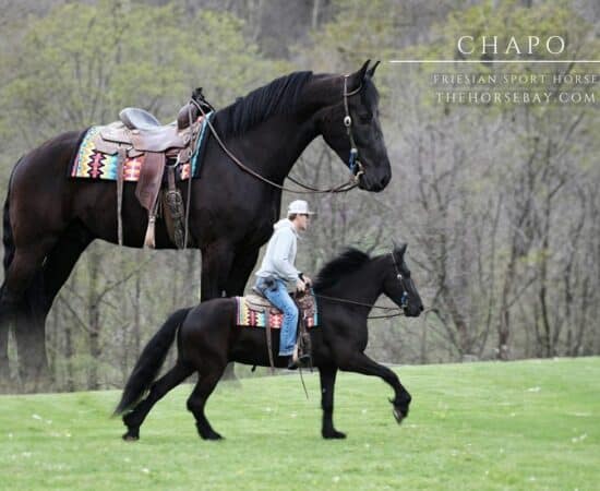 Trevor Patrick Archives - Thehorsebay.com