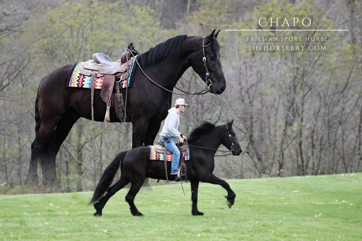 Chapo | Thehorsebay.com