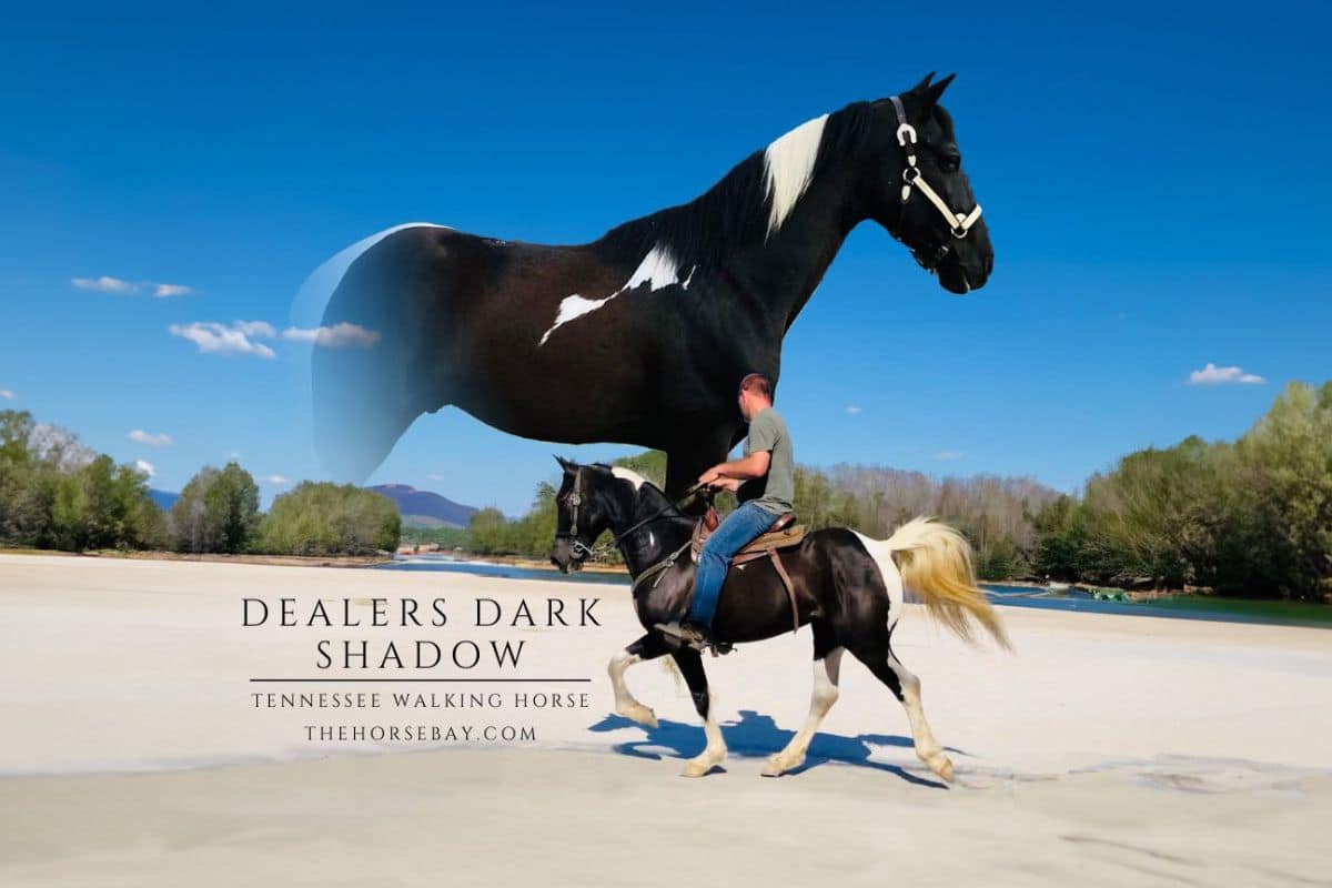 Dealers Dark Shadow "Dealer" | Thehorsebay.com