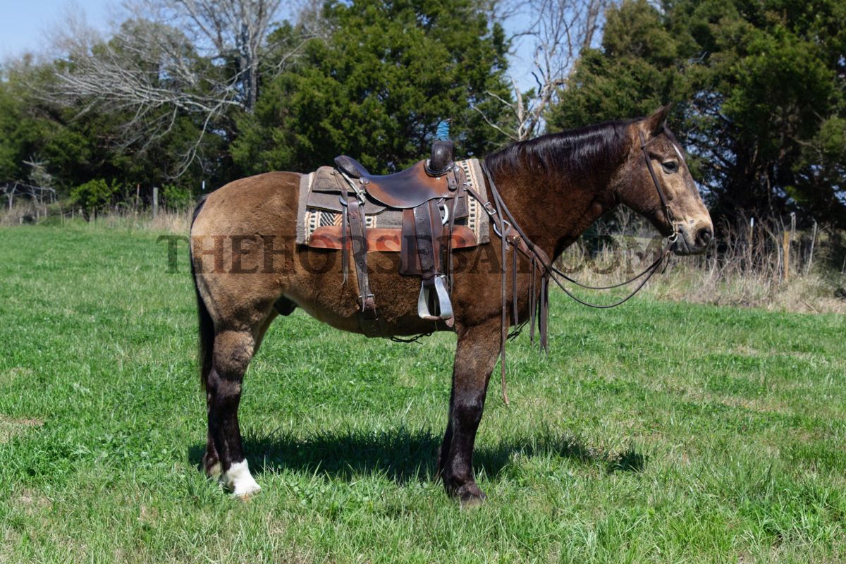 Sampson | Thehorsebay.com