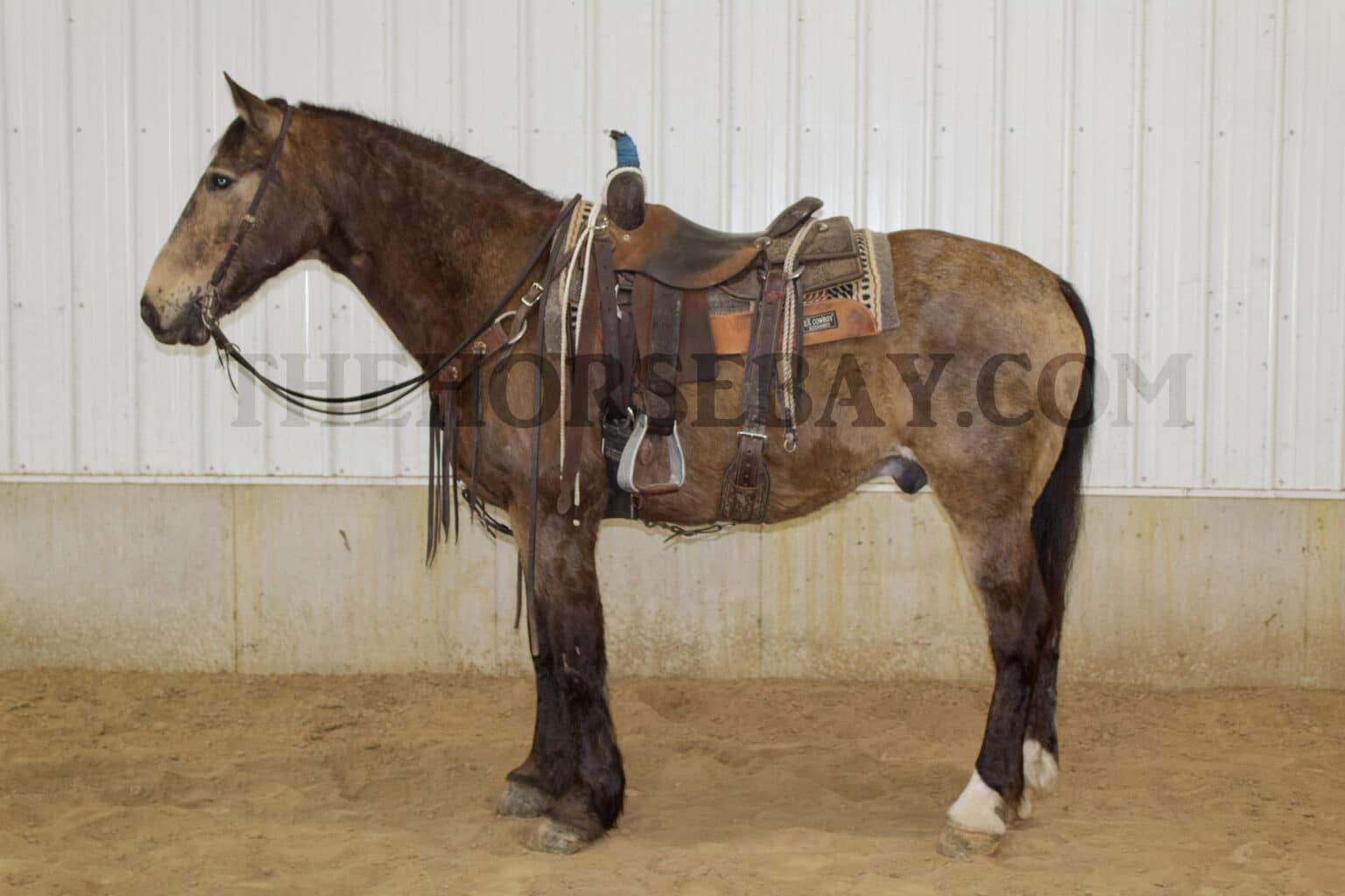 Sampson | Thehorsebay.com