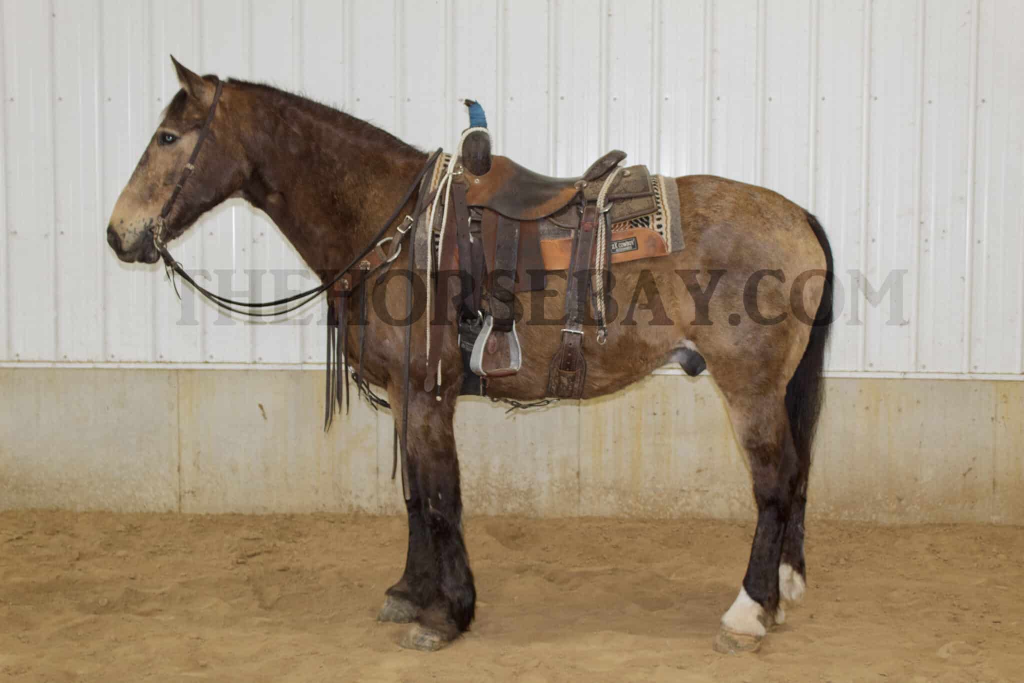 Sampson | Thehorsebay.com