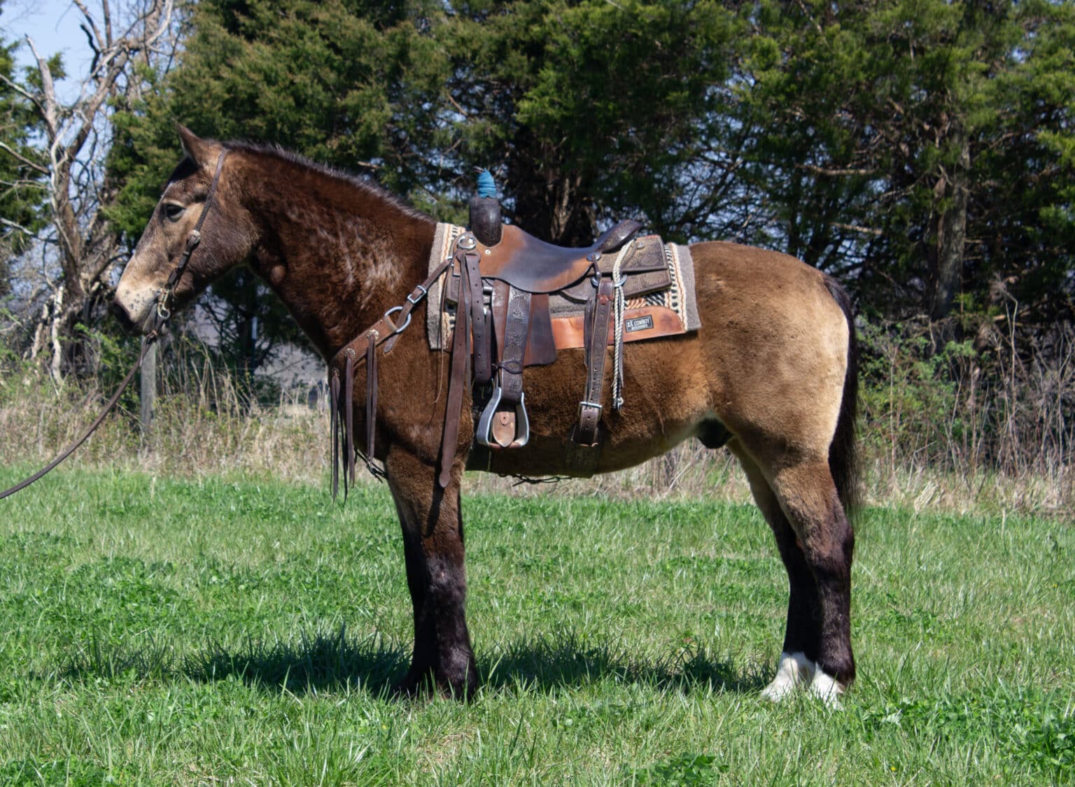 Sampson | Thehorsebay.com