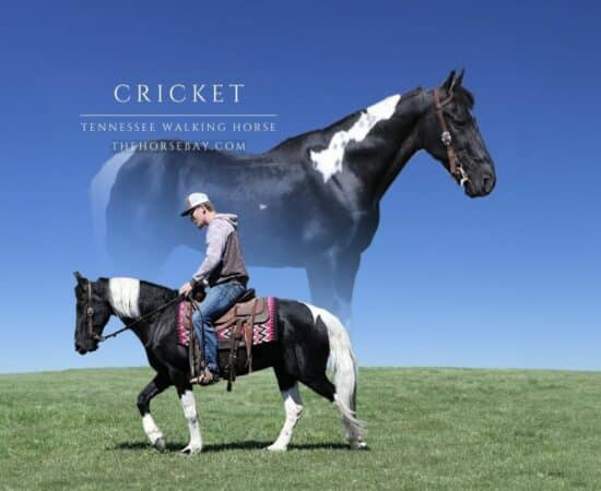 Trevor Patrick Archives - Thehorsebay.com