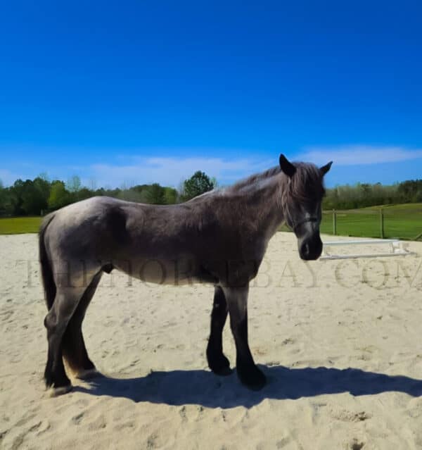 Azul | Blue Roan Gelding | Thehorsebay.com