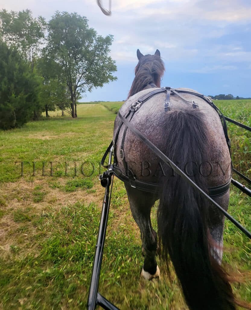 Azul | Blue Roan Gelding | Thehorsebay.com