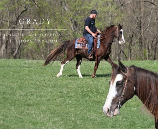 Jacob Glover Archives - Thehorsebay.com