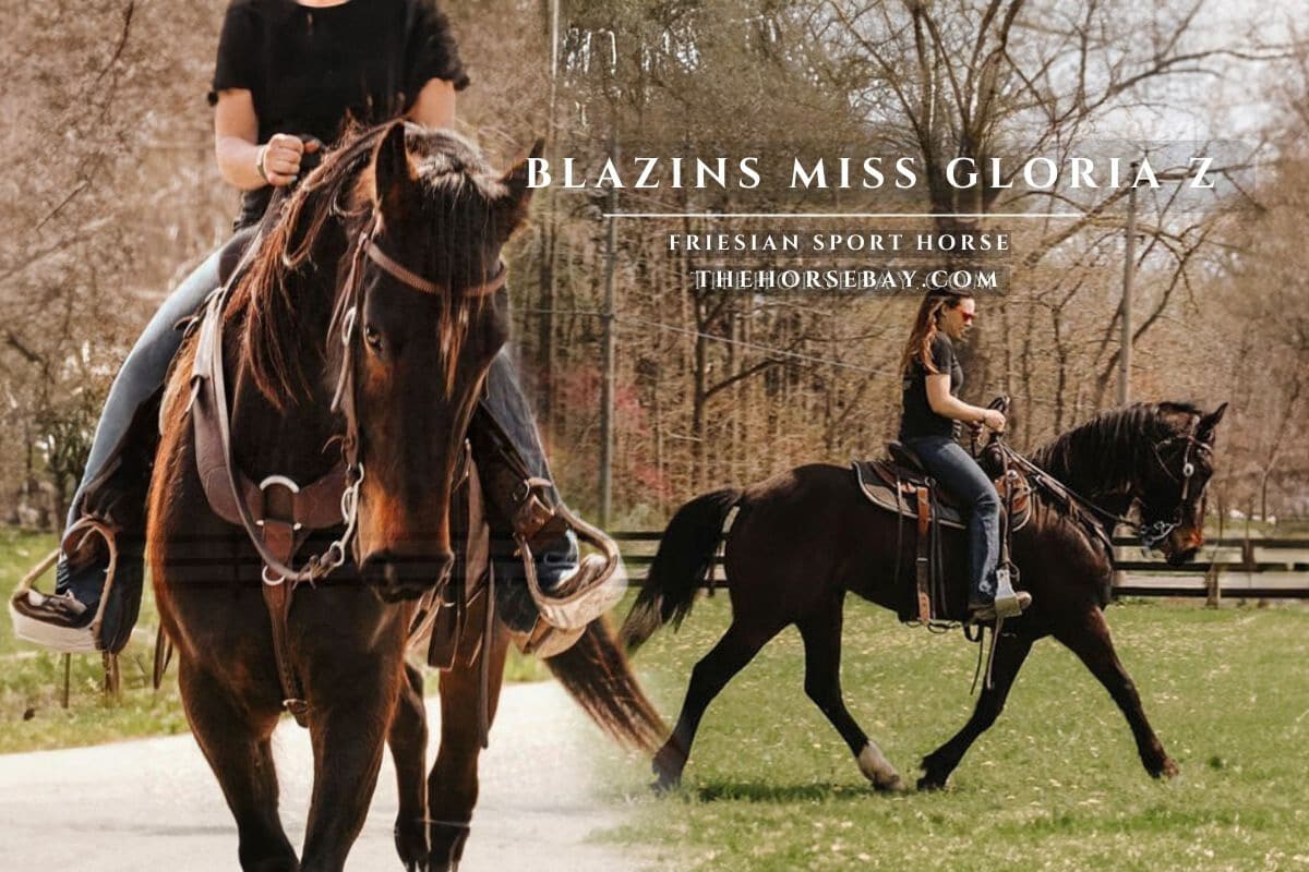 Blazins Miss Gloria Z "Gloria" | Mare for Sale | Thehorsebay.com