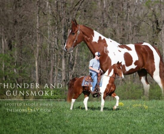 Trevor Patrick Archives - Thehorsebay.com