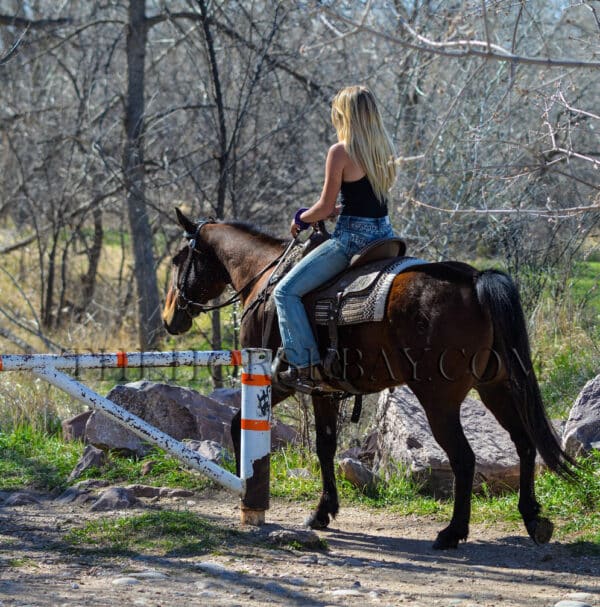 HP COLONEL JACKSON "Roman" | Thehorsebay.com