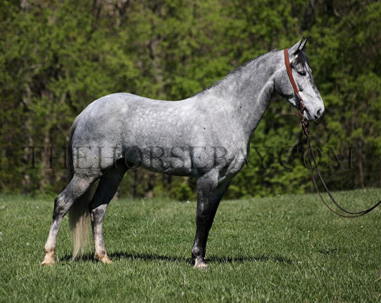 Ritz Silver Design | Thehorsebay.com