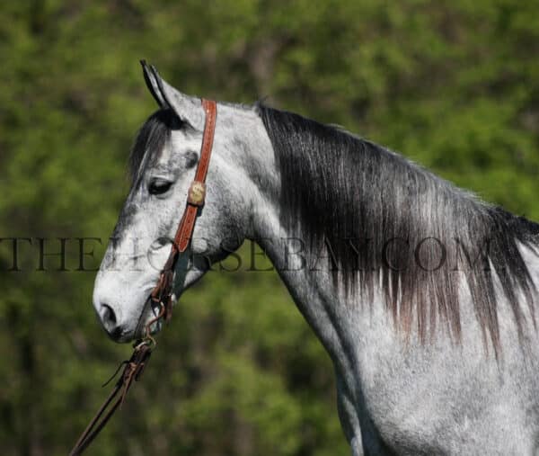 Ritz Silver Design | Thehorsebay.com