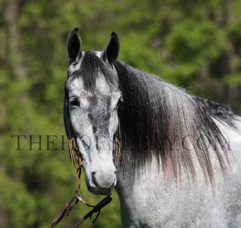 Ritz Silver Design | Thehorsebay.com
