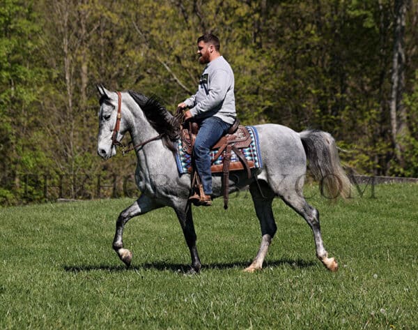 Ritz Silver Design | Thehorsebay.com