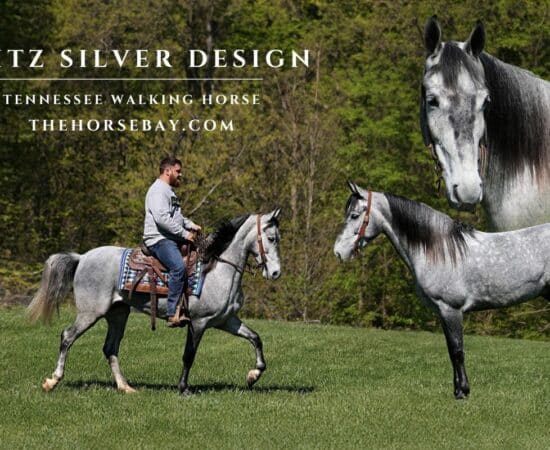 Jacob Glover Archives - Thehorsebay.com