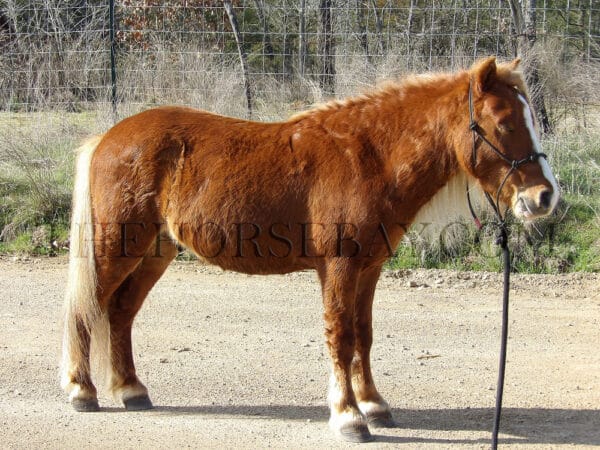 Big Mack | Thehorsebay.com