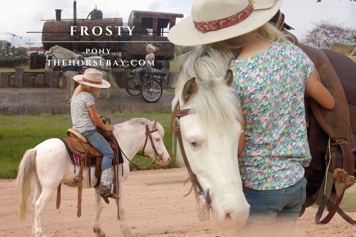 Find your perfect horses for sale | Thehorsebay.com