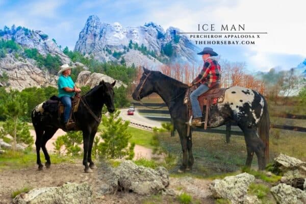Ice Man | Thehorsebay.com