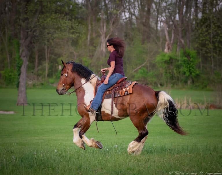 Mooney | Spotted Draft Cross Gelding | Thehorsebay.com
